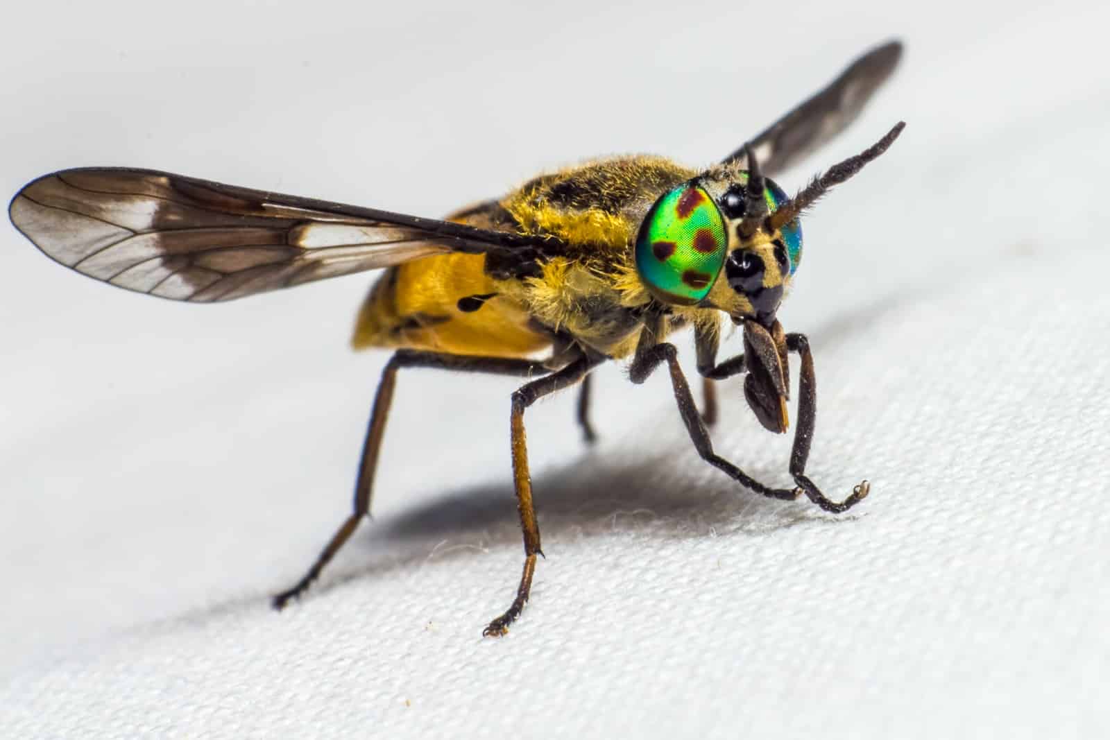 7 Different Types Of Flies In Georgia With Pictures 