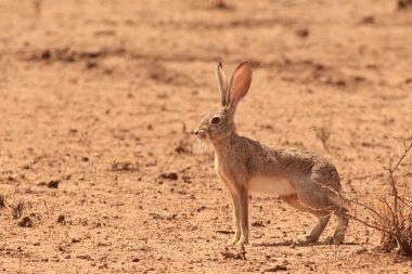 28 Different Types of Hares (With Pictures)