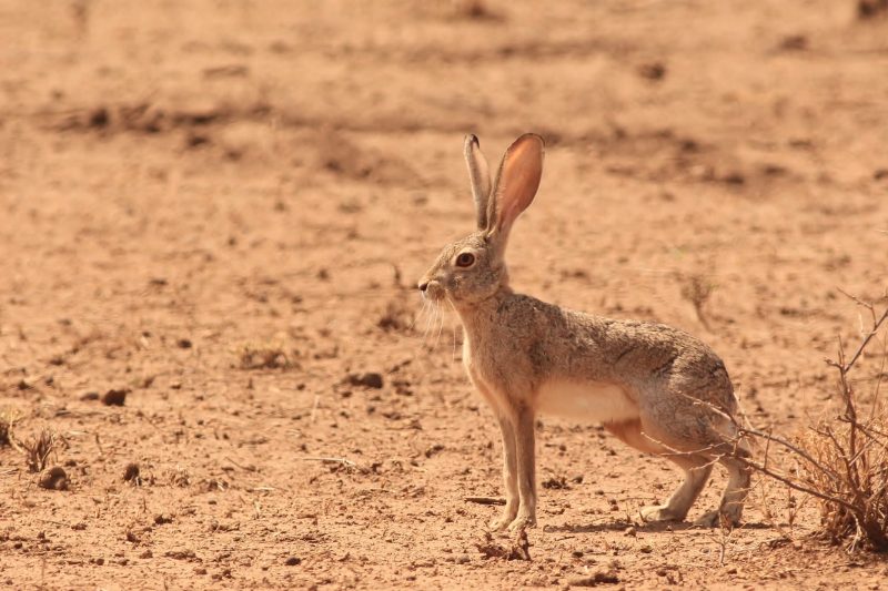 28 Different Types of Hares (With Pictures)