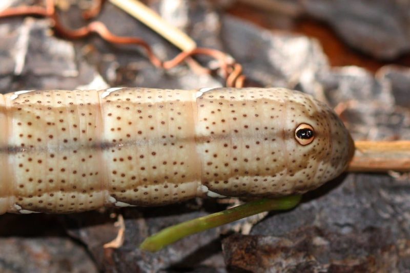33 Types of Moths in Alabama