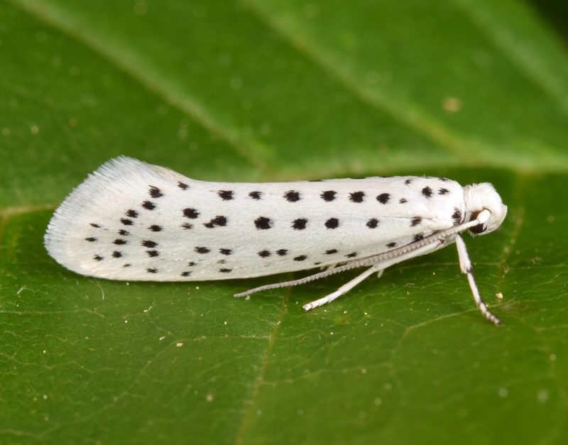 33 Types of Moths in Alabama