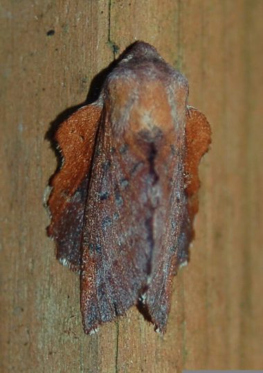 33 Types of Moths in Alabama