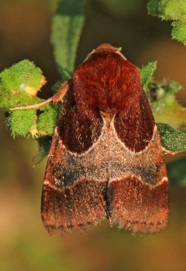 33 Types of Moths in Alabama