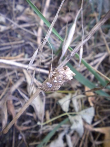 33 Types of Moths in Alabama