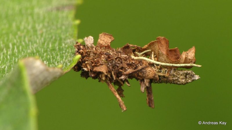 33 Types of Moths in Alabama