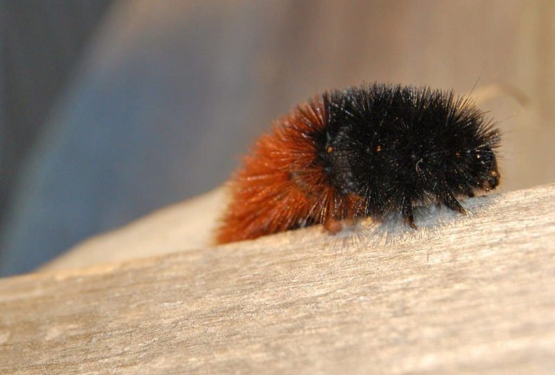 33 Types of Moths in Alabama