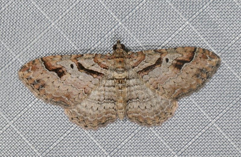 33 Types of Moths in Alabama