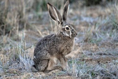 28 Different Types of Hares (With Pictures)