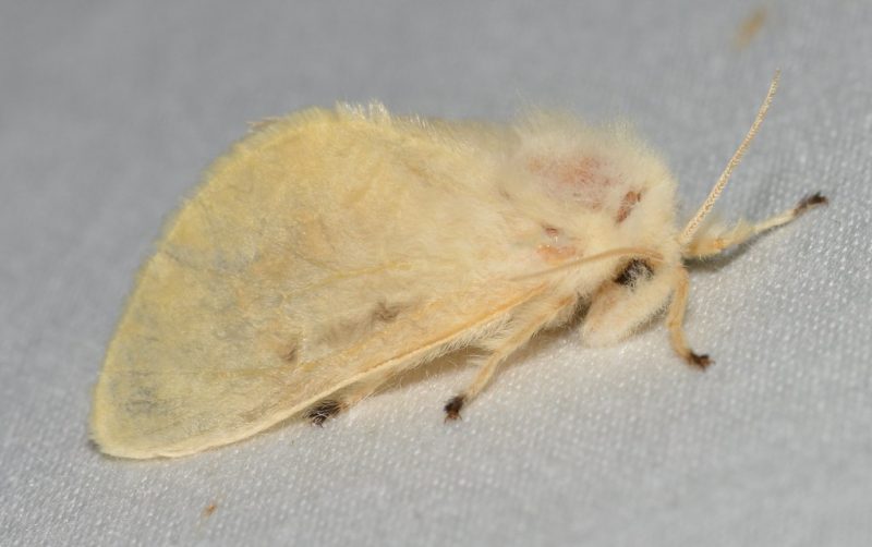 33 Types of Moths in Alabama