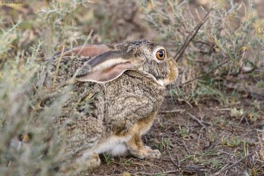 28 Different Types of Hares (With Pictures)