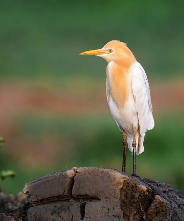 12 Types of Herons in Florida