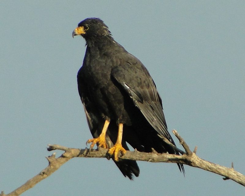 14 Types of Hawks in California