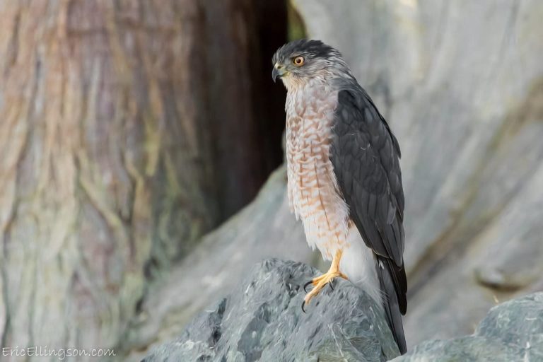 8 Types of Hawks in Kentucky