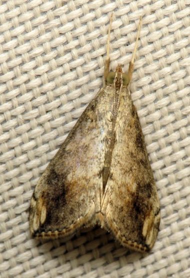33 Types of Moths in Alabama
