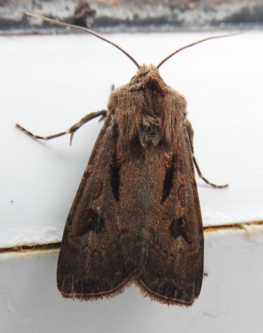 33 Types of Moths in Alabama