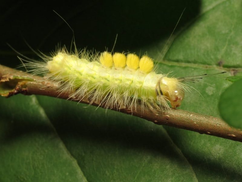 33 Types of Moths in Alabama