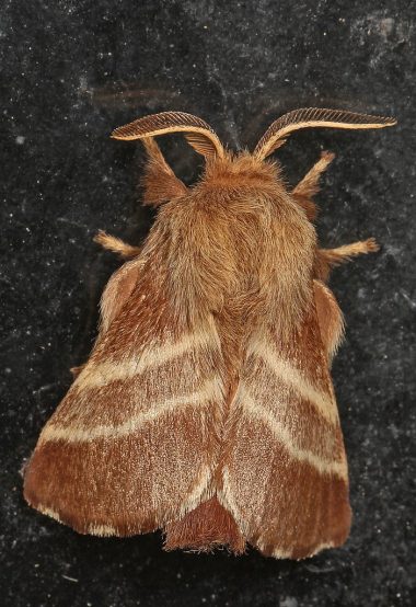 33 Types of Moths in Alabama