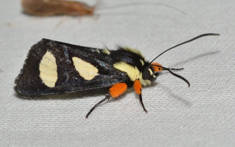 33 Types of Moths in Alabama