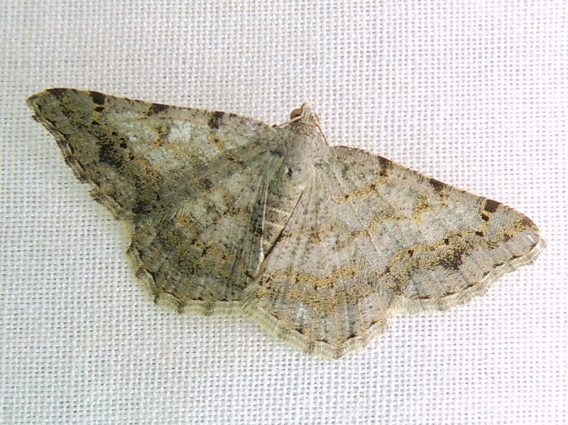33 Types of Moths in Alabama