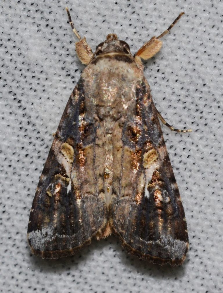 33 Types of Moths in Alabama