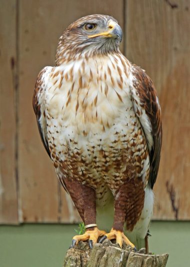 9 Types of Hawks in Kansas (With Pictures)