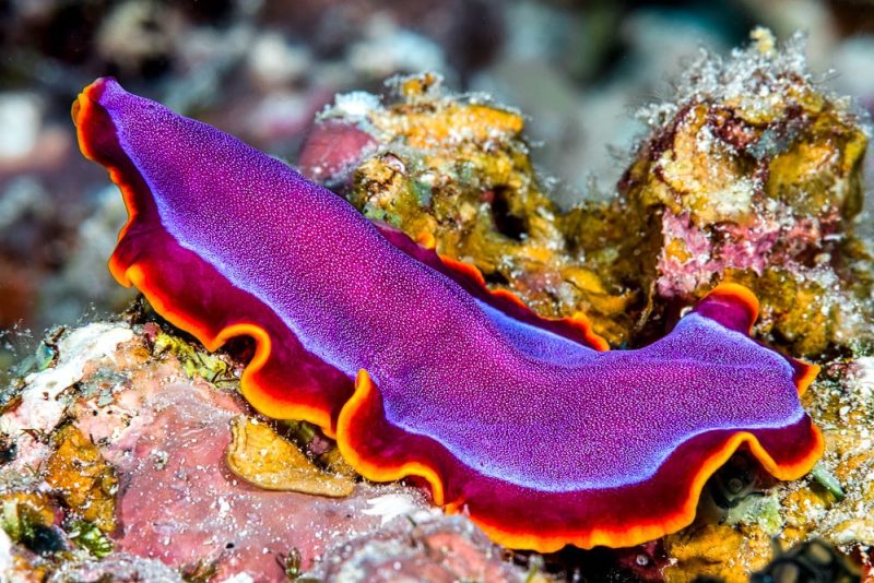 6 Animals With No Heart You Should Know