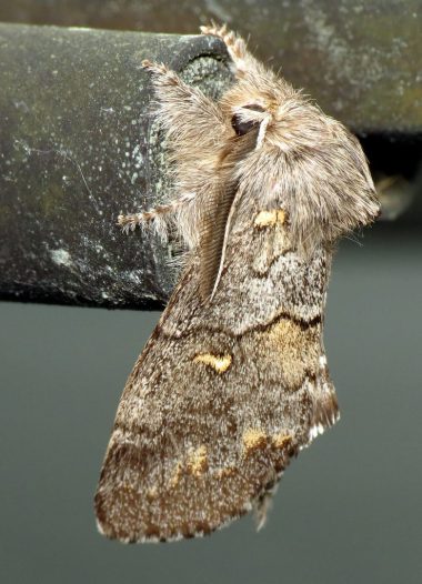 33 Types of Moths in Alabama