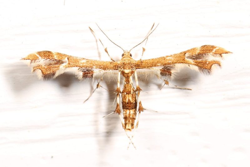 33 Types of Moths in Alabama