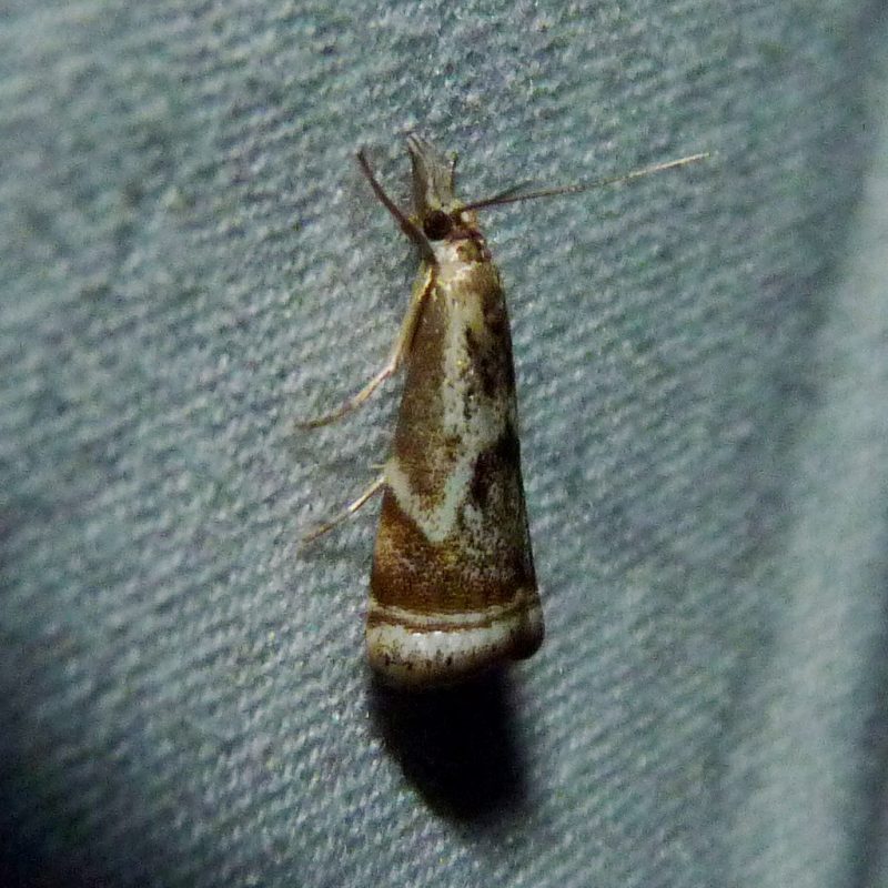33 Types of Moths in Alabama