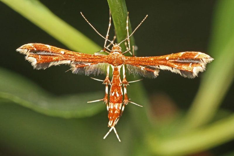 33 Types of Moths in Alabama