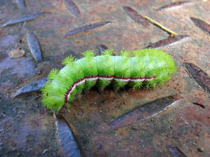 19 Different Types of Caterpillars in Ohio