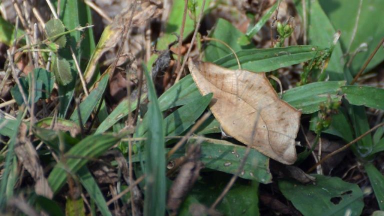 15 Types of Caterpillars in Maine (With Pictures)