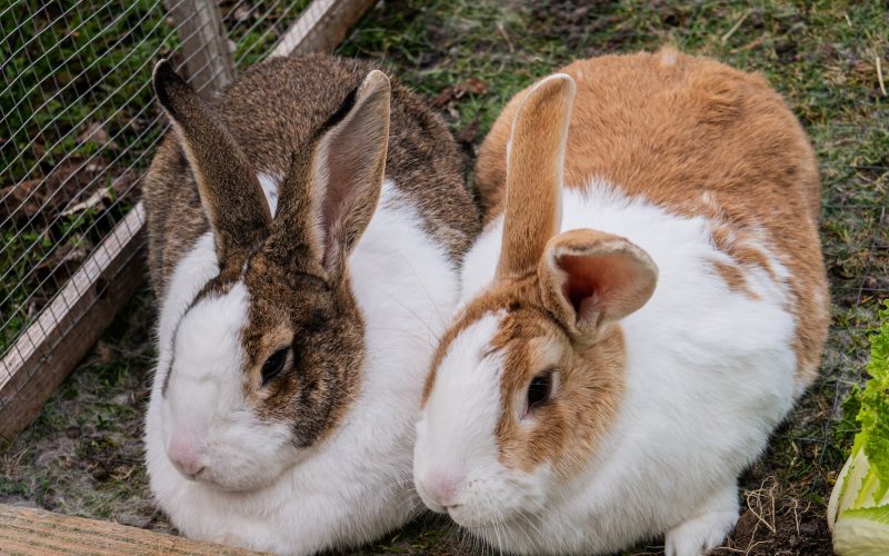 Top 10 Large Rabbit Breeds in the World