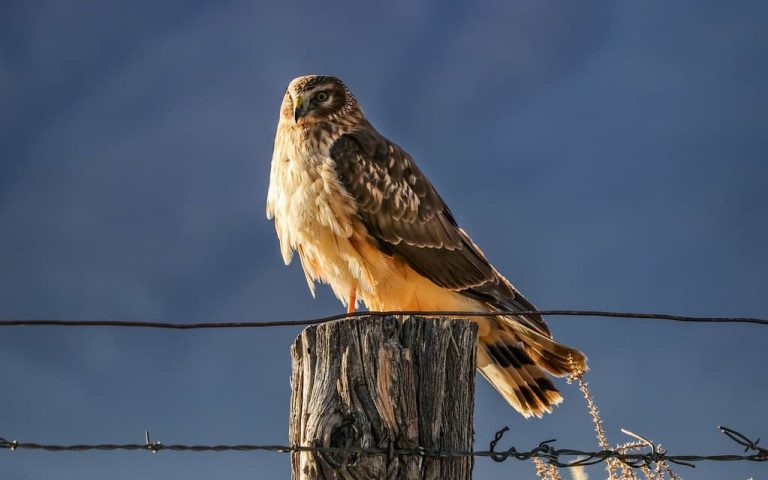 8 Types of Hawks in Kentucky
