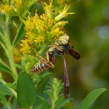 33 Different Types of Wasps in Alabama