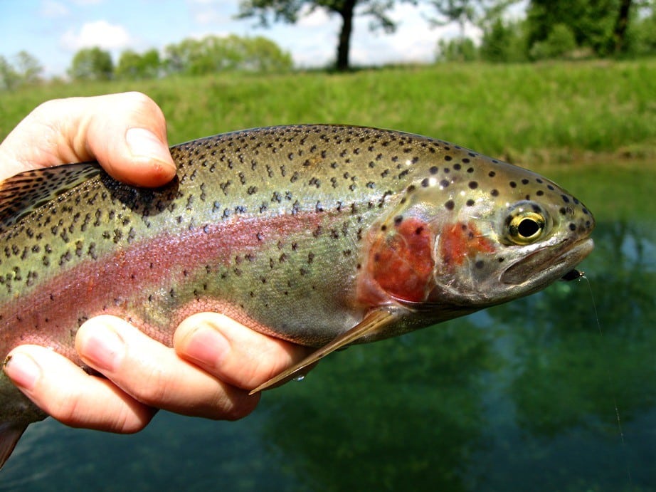 14 Different Types of Trout (With Pictures)