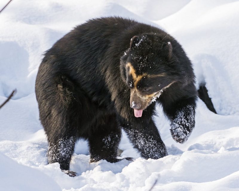 15 Different Types of Bears in the World