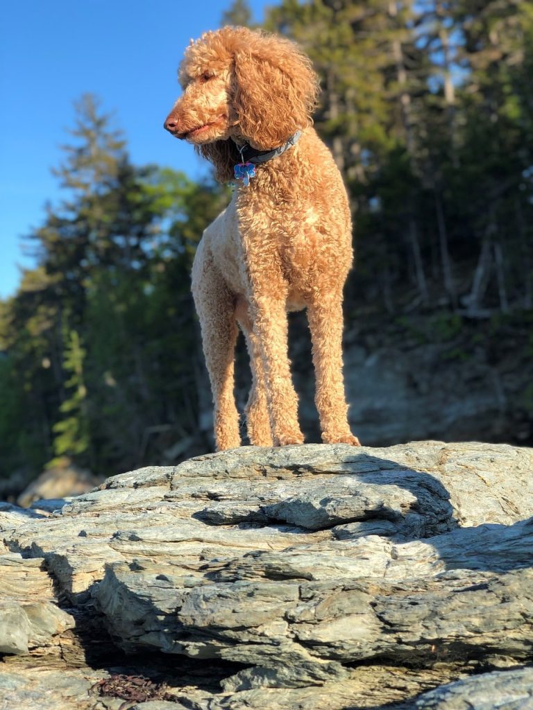 Top 13 Fastest Dog Breeds in the World (With Pictures)