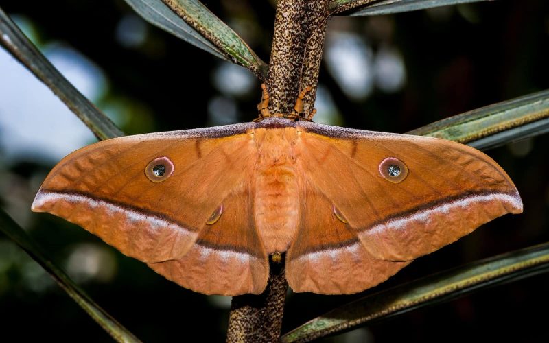 33 Types of Moths in Alabama
