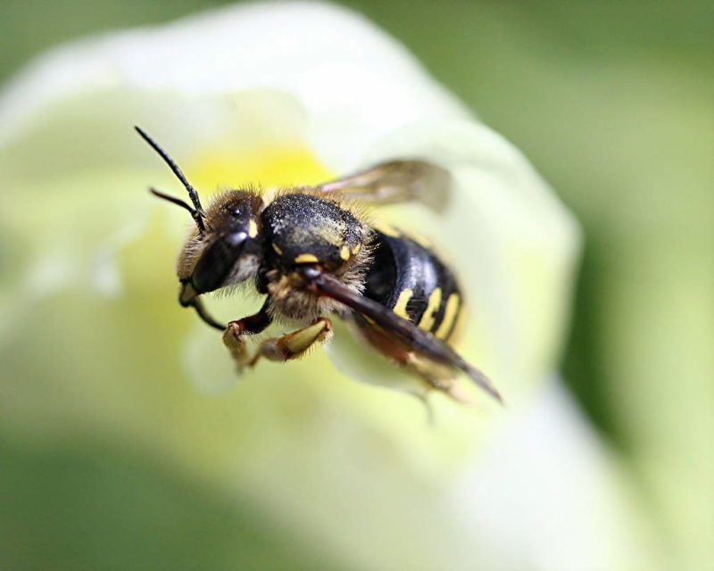 18 Different Types of Bees (With Pictures)