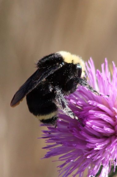 18 Different Types of Bees (With Pictures)