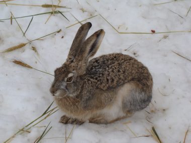 28 Different Types of Hares (With Pictures)