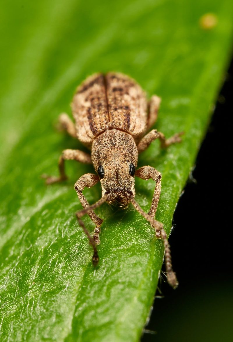 28 Different Types of Weevils With Pictures