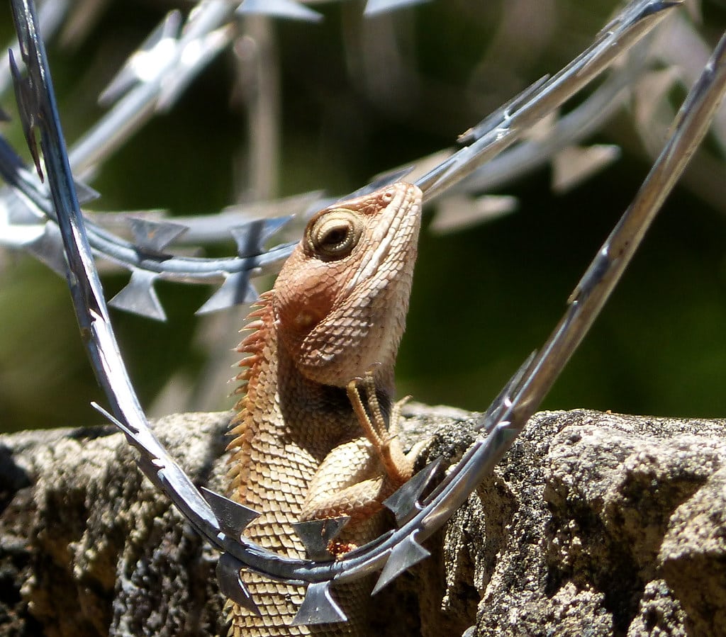 8 Different Types of Lizards in the Philippines (With Pictures)