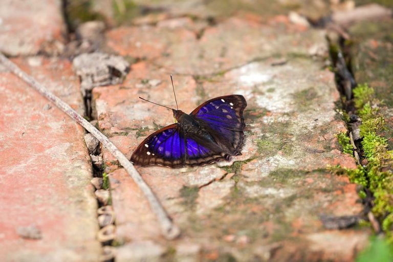 12 Types of Purple Butterflies (With Pictures)