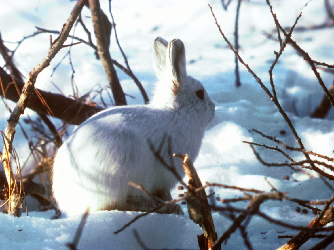 28 Different Types of Hares (With Pictures)