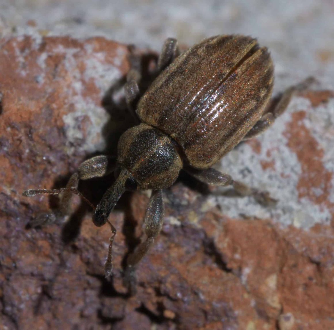 28 Different Types of Weevils With Pictures