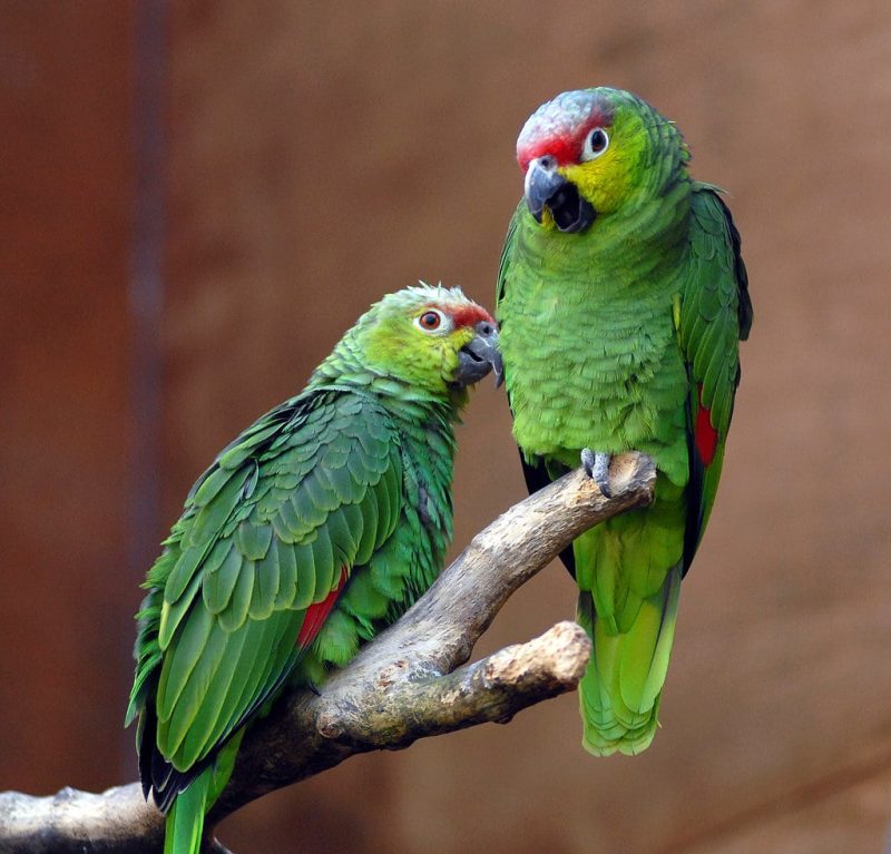 10 Best Talking Parrots in the World (With Pictures)