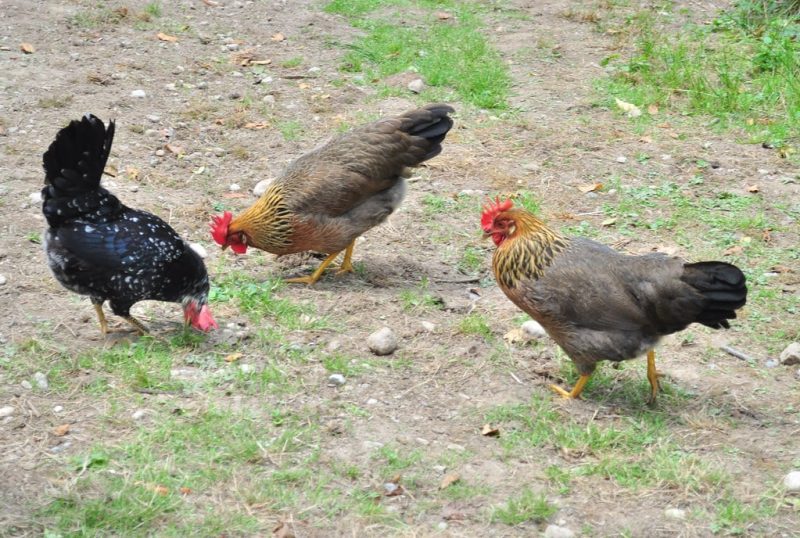 15 Common Chicken Breeds in the World