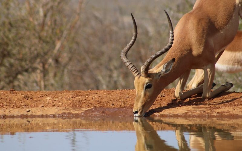 6 Animals Never Drink Water (With Pictures)